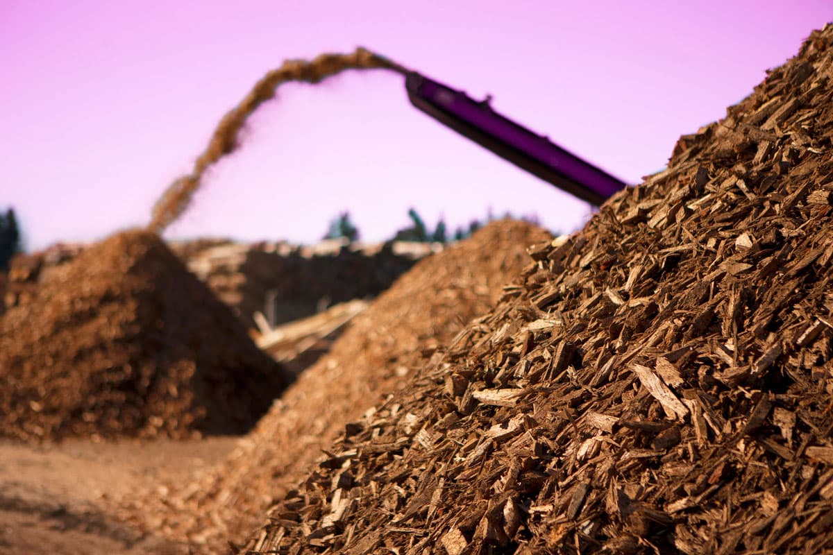 What is Bioenergy? How to Get Energy from Biomass - Aydem Perakende